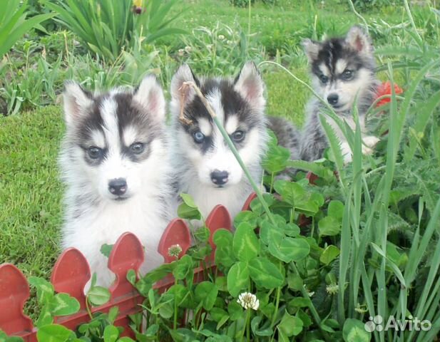 Хаски сказки