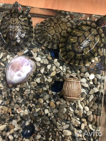 Черепашки красноухие