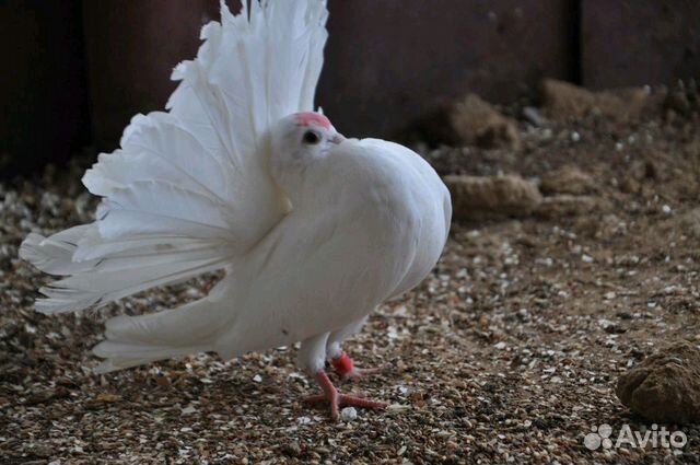 Голубь павлин