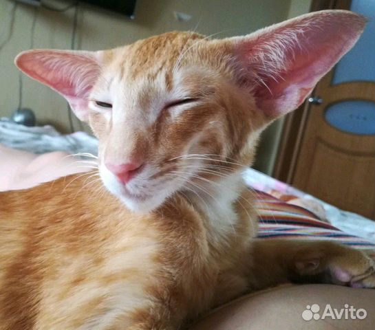 Очаровательный котик шоу-класса в любимцы