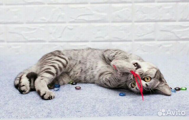 Киска окраса вискас ищет дом