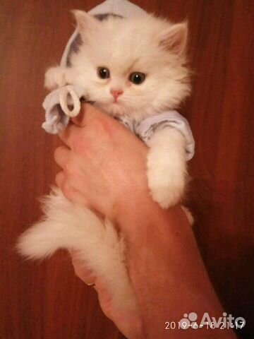 Персидский котенок