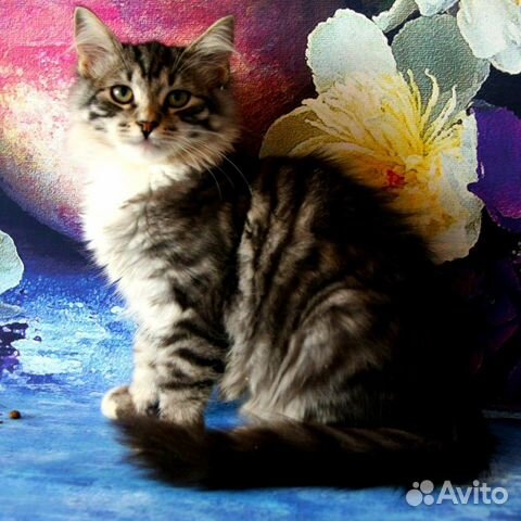 Суровый сибирский котик с документами