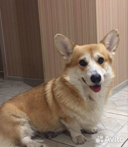 Кобель для вязки Вельш - Корги Пемброк