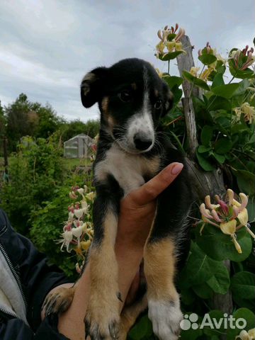 Собака в добрые руки