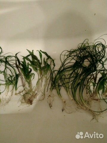 Аквариумное растение