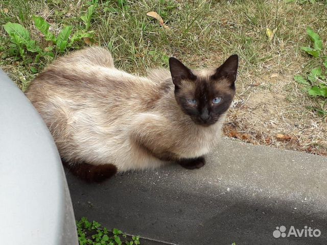 Тайская беременная кошка в дар, котят пристрою