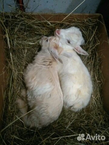 Меняем 2 козленка на 2 козочки