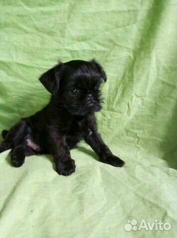 Щенок бельгийского гриффона