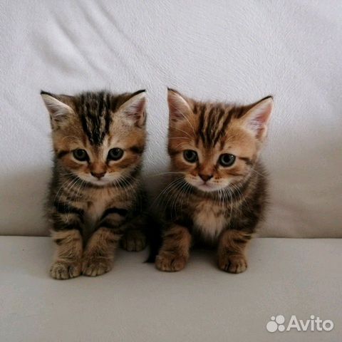 Шотландские котята