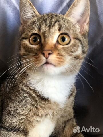 В добрые руки