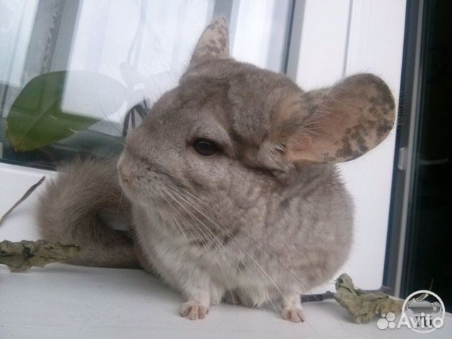 Шиншиллы