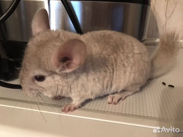 Шиншиллята