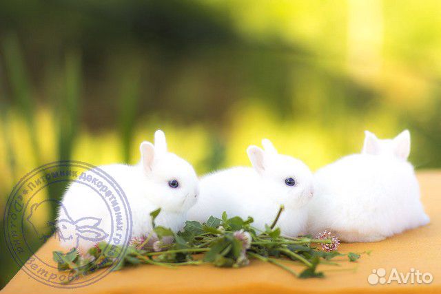 Белые голубоглазые миноры (самые миниатюрные)