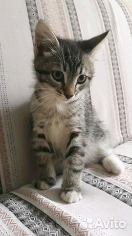 Котенок крысолов