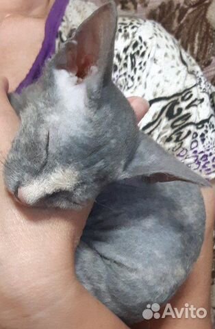 Малышка донской сфинкс