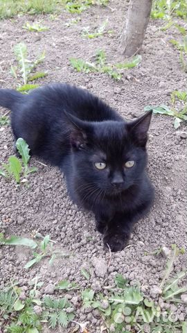 Котенок девочка