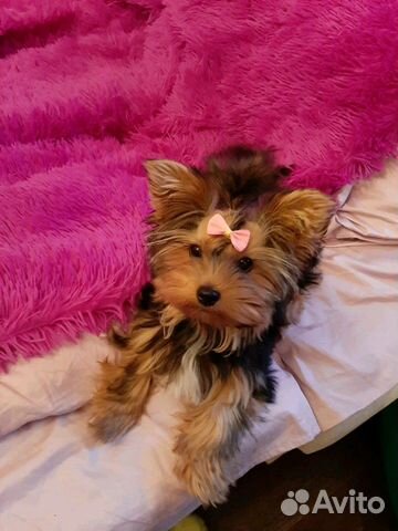 Йоркширский терьер мини, девочка 5 мес