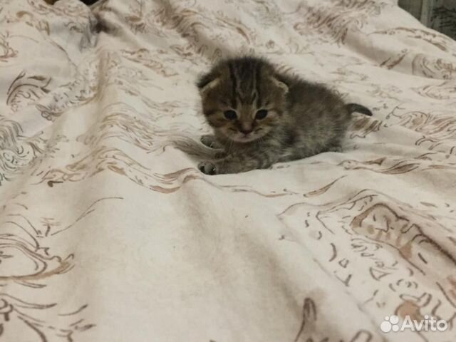 Шотландские вислоухие котята