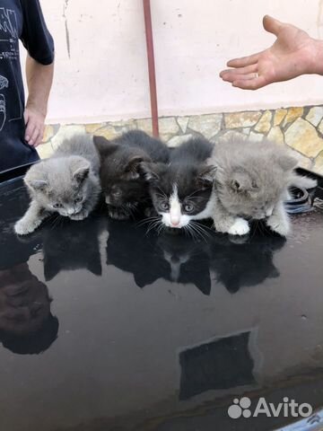 Котята в добрые руки