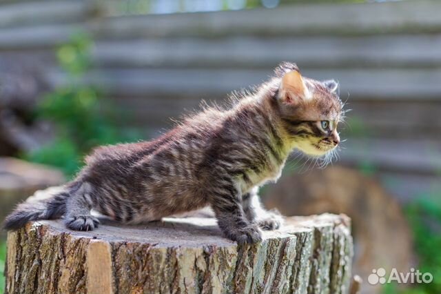 Котенок мальчик возраст 1 месяц