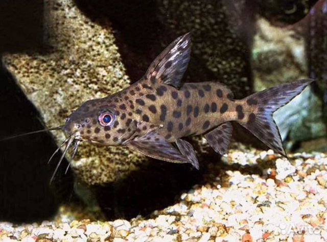 Сомики синадонтис