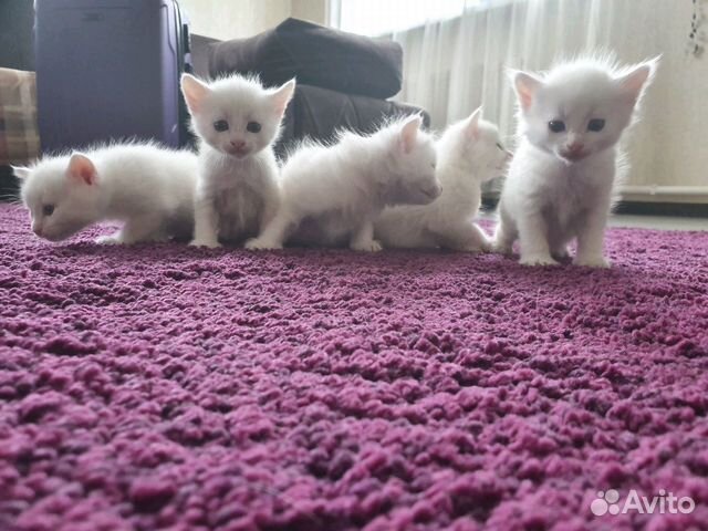 Чудесные голубоглазые котята на удачу и счастье:)