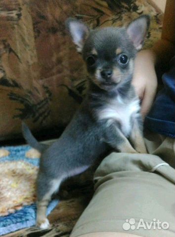 Чишка малышка