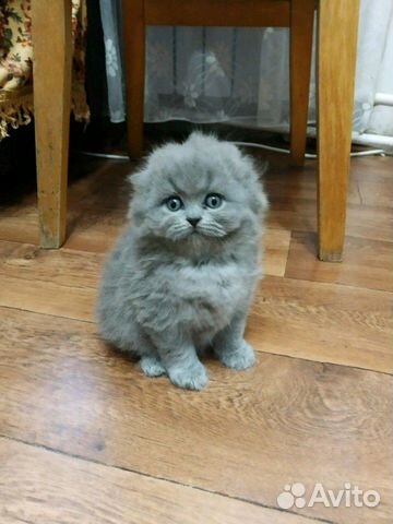 Котёнок британец-шотландец