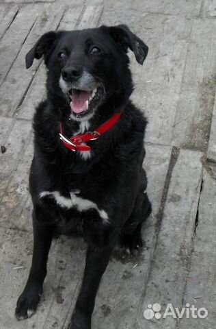 Пес Харитон в поисках семьи, отдам