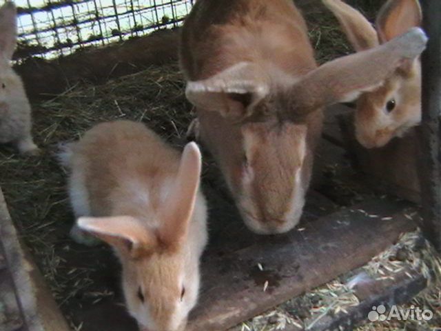 Фландр