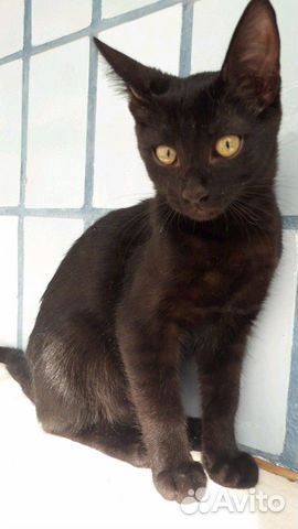 Ищу любимого хозяина и дом