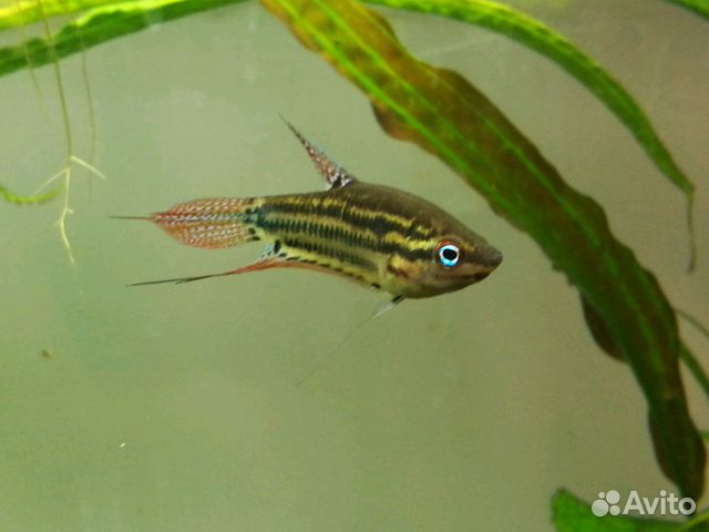 Гурами Ворчащий trichopsis vittatus