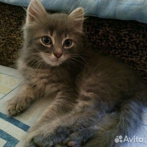 Домашние котята ищут хозяина