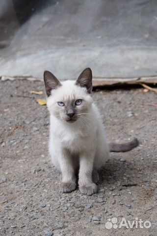 Котёнок в добрые руки