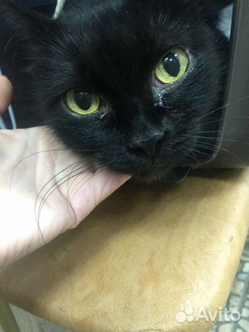 Кошка Черная Пантера