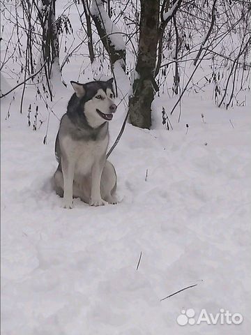 Маламуты щенки девочки