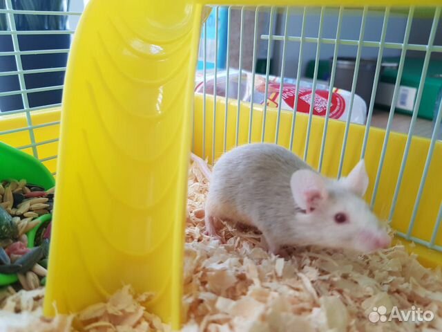 Отдам мышку бесплатно