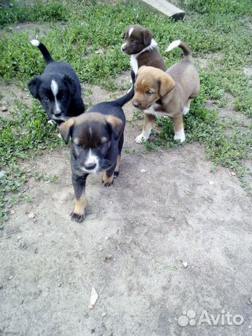 Щенки только для очень добрых людей