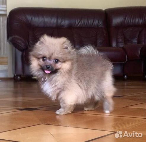 Померанский шпиц