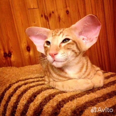 Рыжий ушастый Трактор