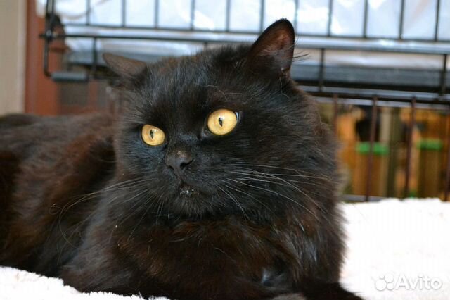 Черный кот Бакс