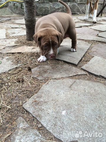 Американского питбуля щенок