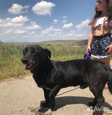 Ищет дом мелкий песик Блэкки