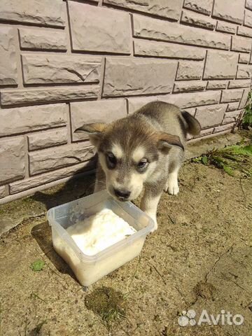 Щенок в добрые руки