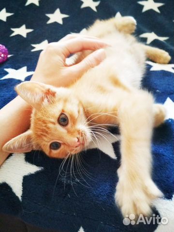 Кексик ищет дом