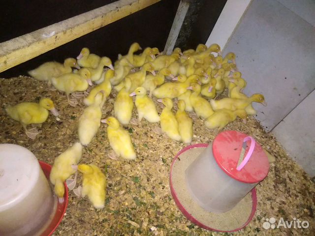 Утята чери велли