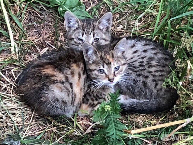 Котята