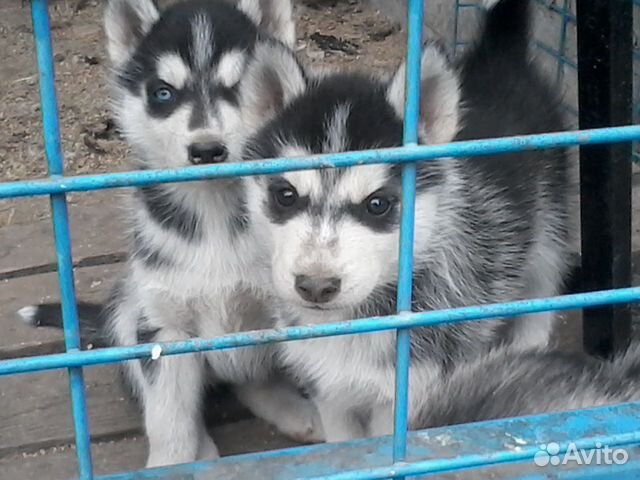 Щенок хаски-самый лучший подарок