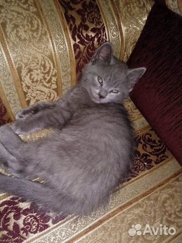 Котята шотладнские вислоухие и прямоухие